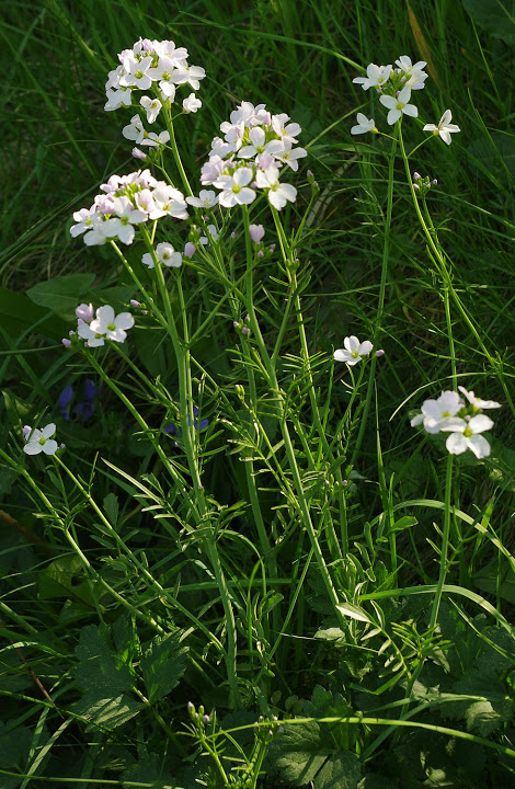 Botanique ranchalaise